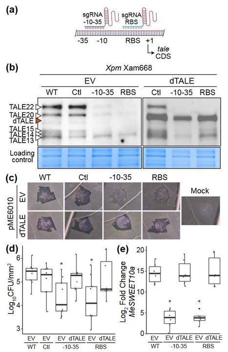 Genetic Structure and TALome Analysis Highlight...