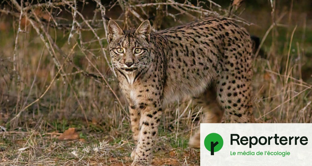 Le sauvetage spectaculaire du lynx ibéri...