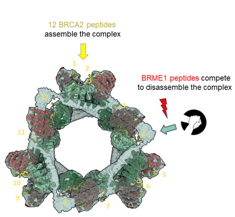 The large ring-shaped BRCA2-HSF2BP complex is d...