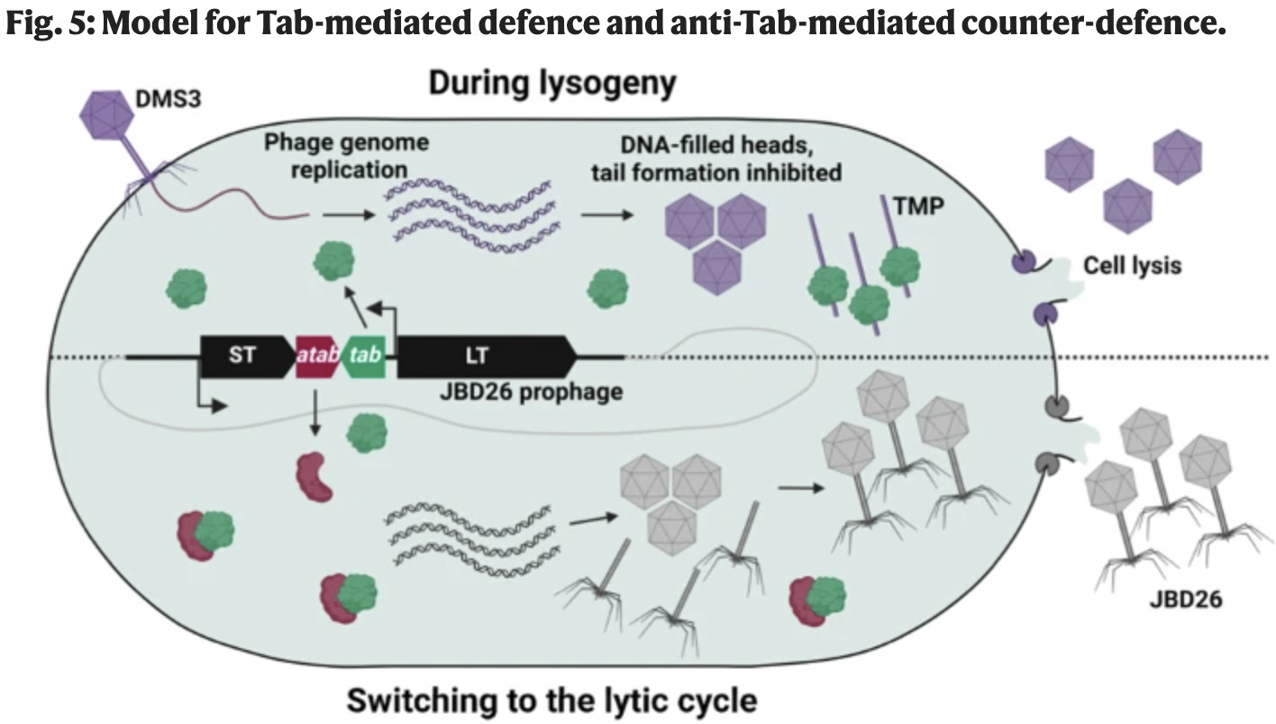 Anti-phage defence through inhibition of virion...