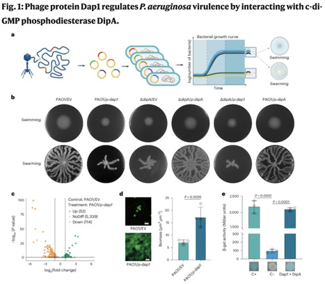 Bacteriophage protein Dap1 regulates evasion of...