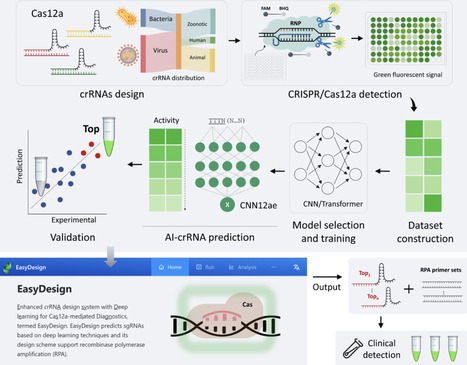 Deep learning enhancing guide RNA design for CR...