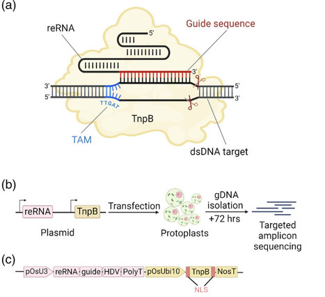 Machine learning enables identification of an a...