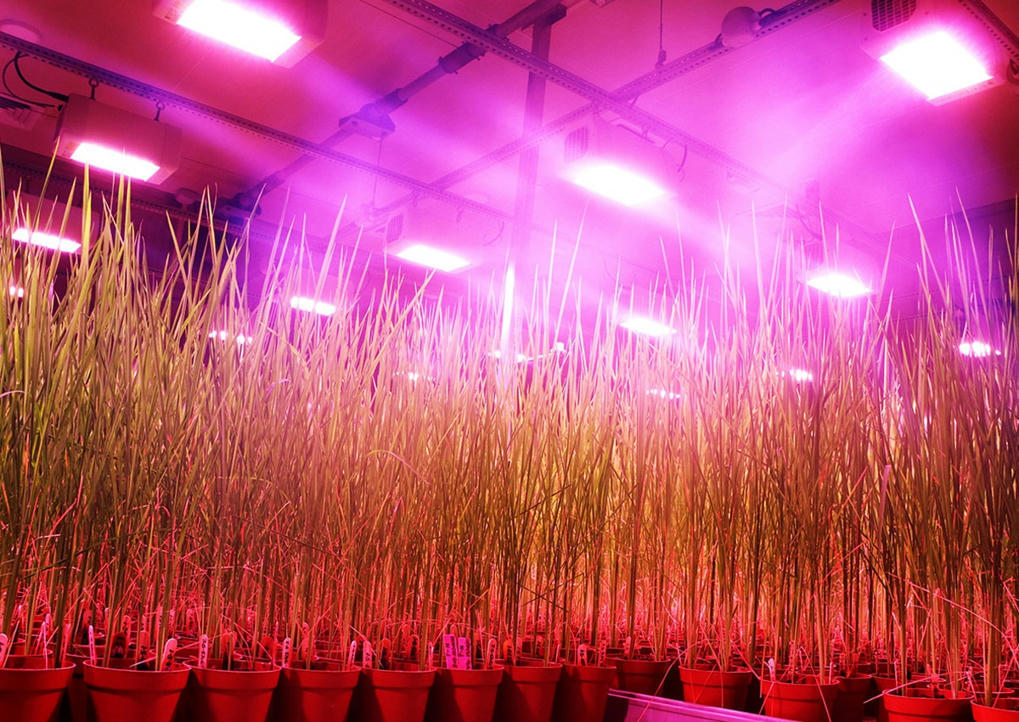 VERTICAL FARMING: Doubling rice yields through ...