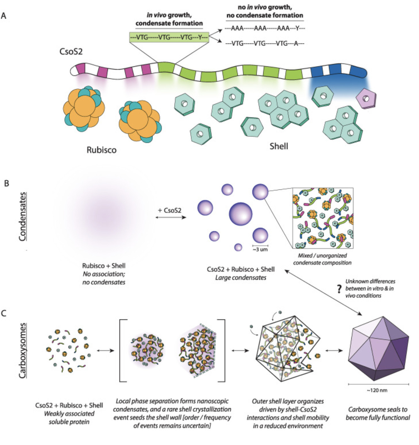 Conserved and repetitive motifs in an intrinsic...