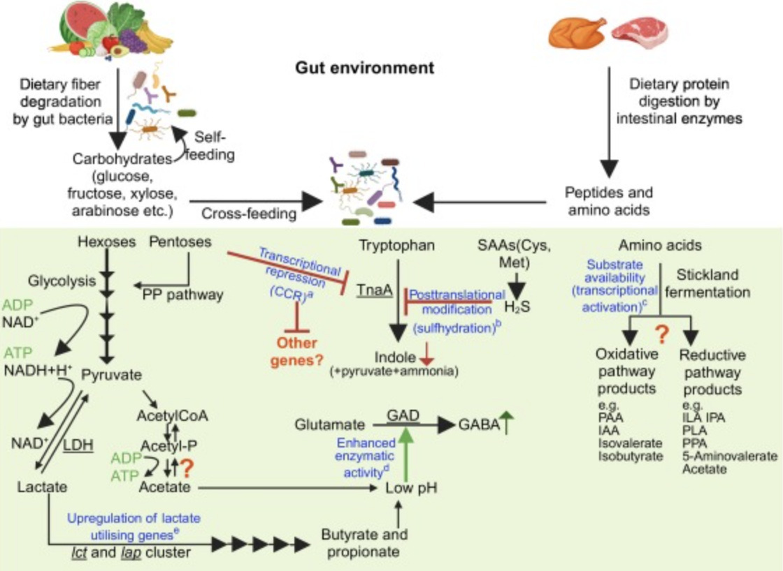 Regulation of microbial gene expression: the ke...