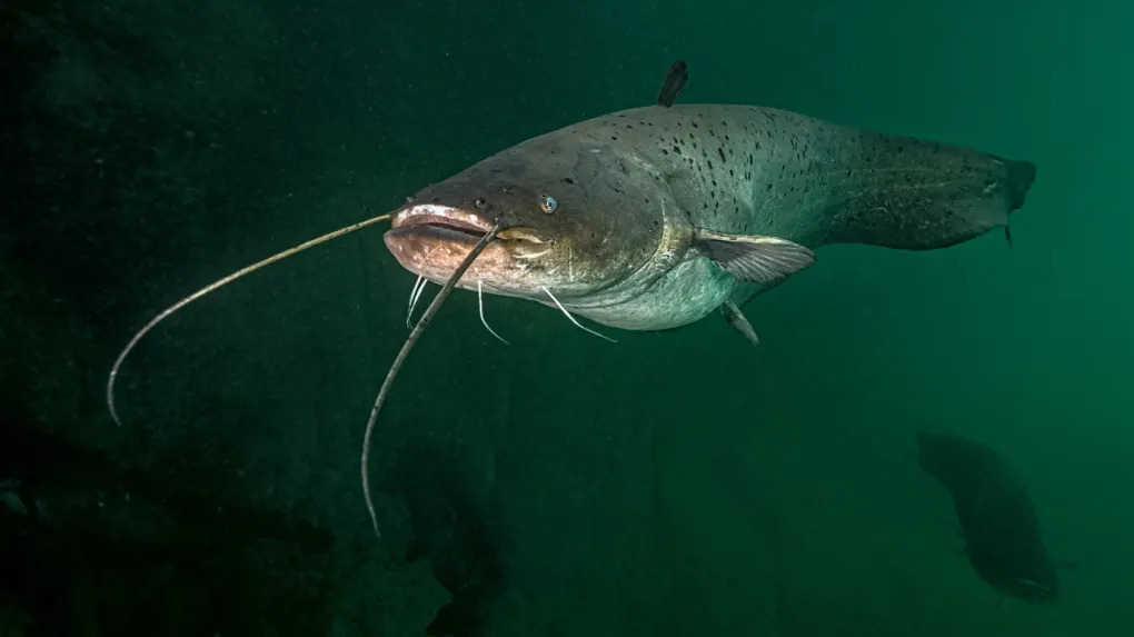 Tout savoir sur le silure, ce poisson de tous l...