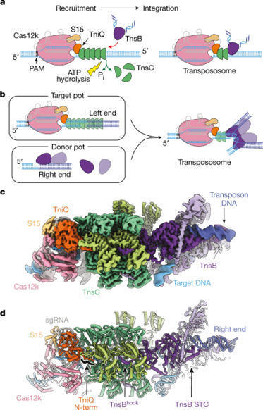 Structures of the holo CRISPR RNA-guided transp...