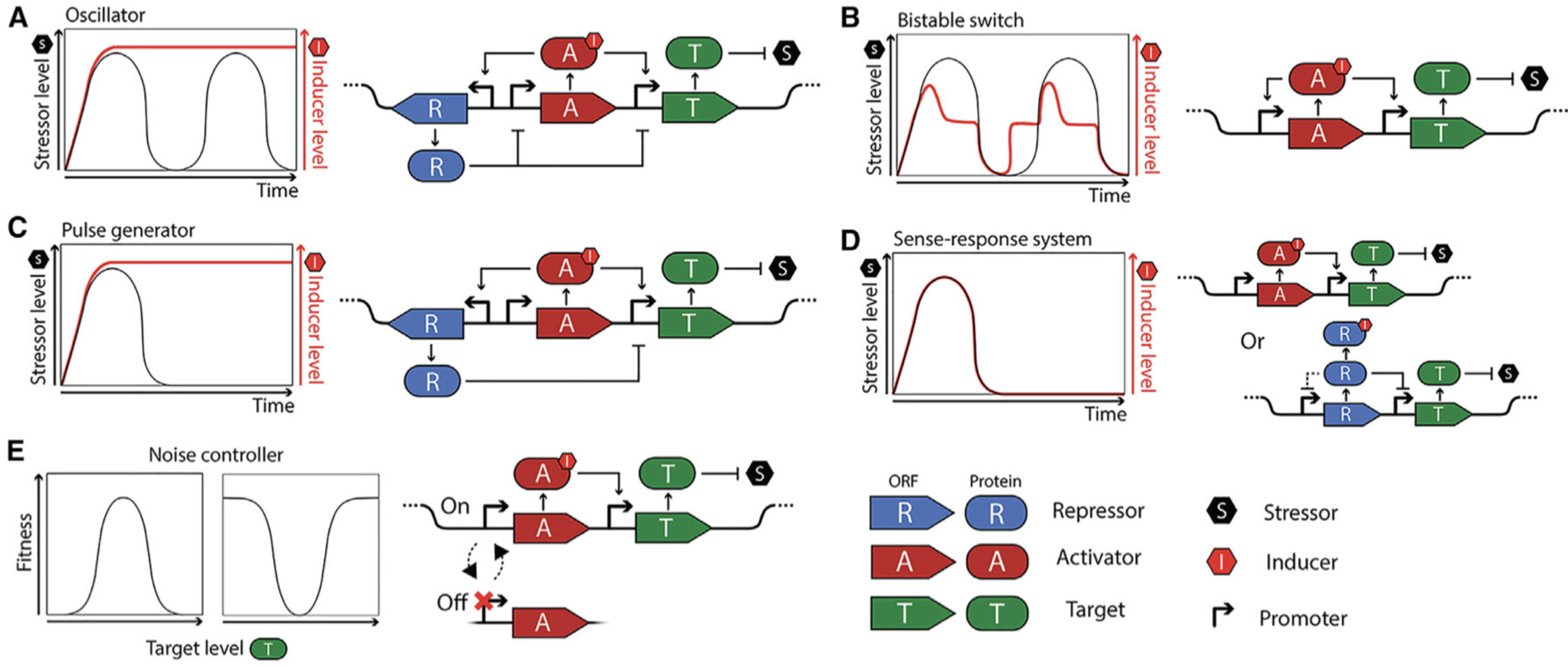 Synthetic gene circuit evolution: Insights and ...