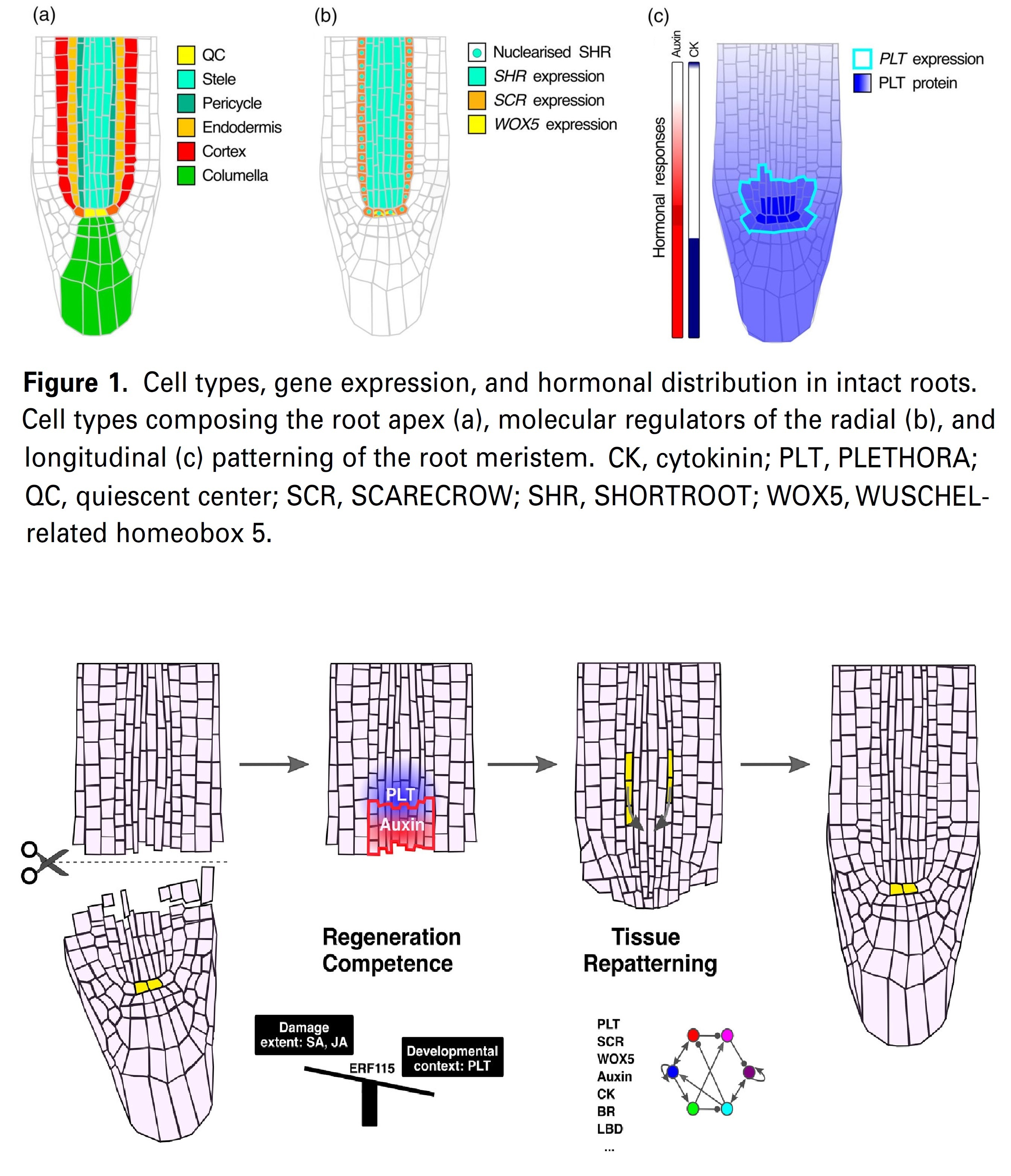 Multi-scale mechanisms driving root regeneratio...