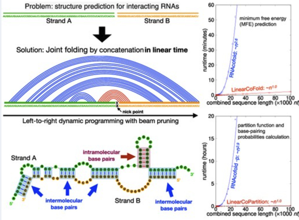 LinearCoFold and LinearCoPartition: linear-time...