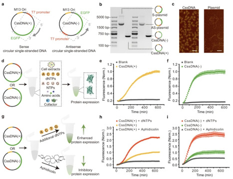 Circular single-stranded DNA as a programmable ...