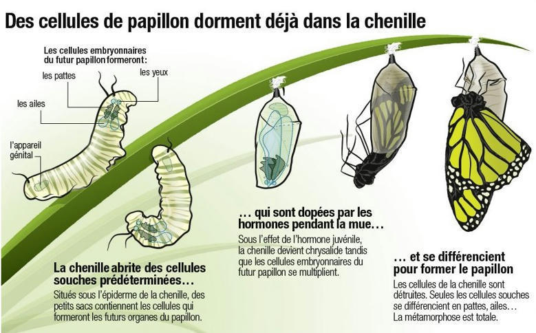 Comment les cellules de chenille se transformen...