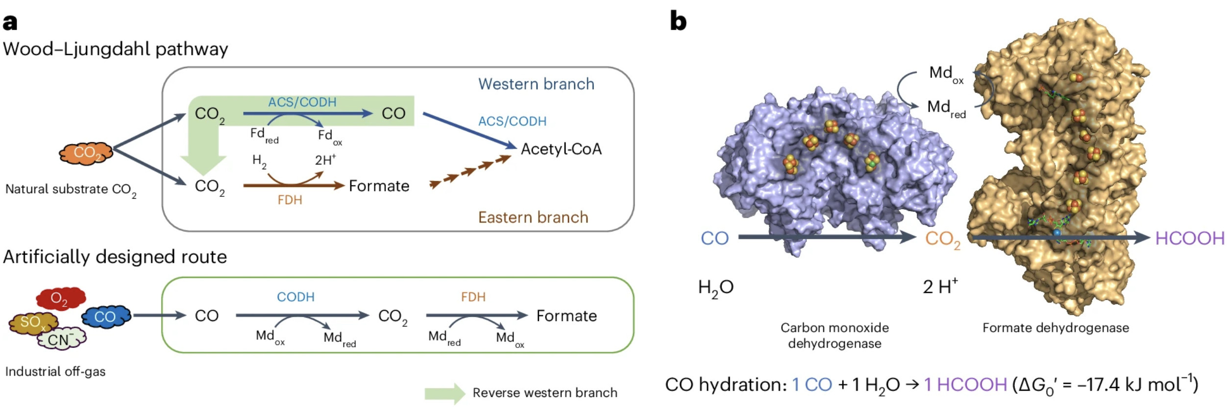 Molar-scale formate production via enzymatic hy...