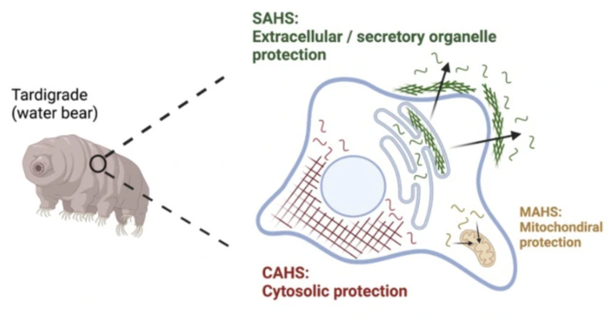 Tardigrade secretory proteins protect biologica...
