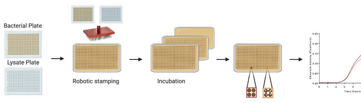 Micro-plaque assays: A high-throughput method t...