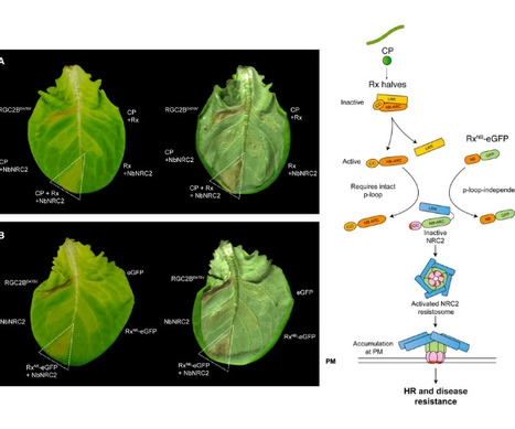 bioRxiv: The nucleotide binding domain of NRC-d...