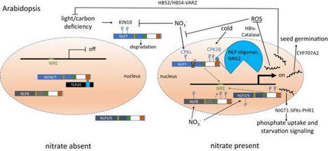 Conserved and unique functions of NIN-like prot...