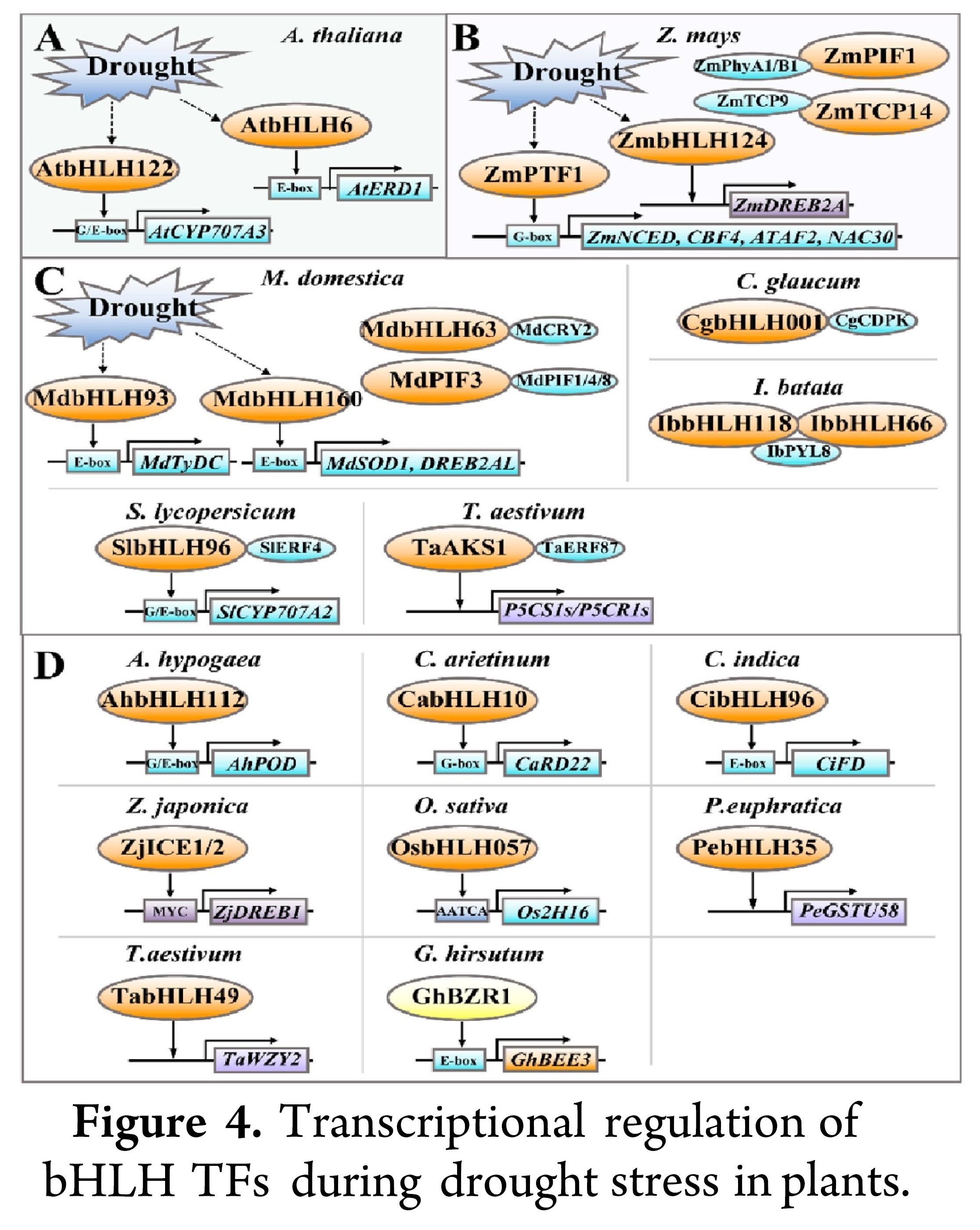 Functions of Basic Helix–Loop–Helix...