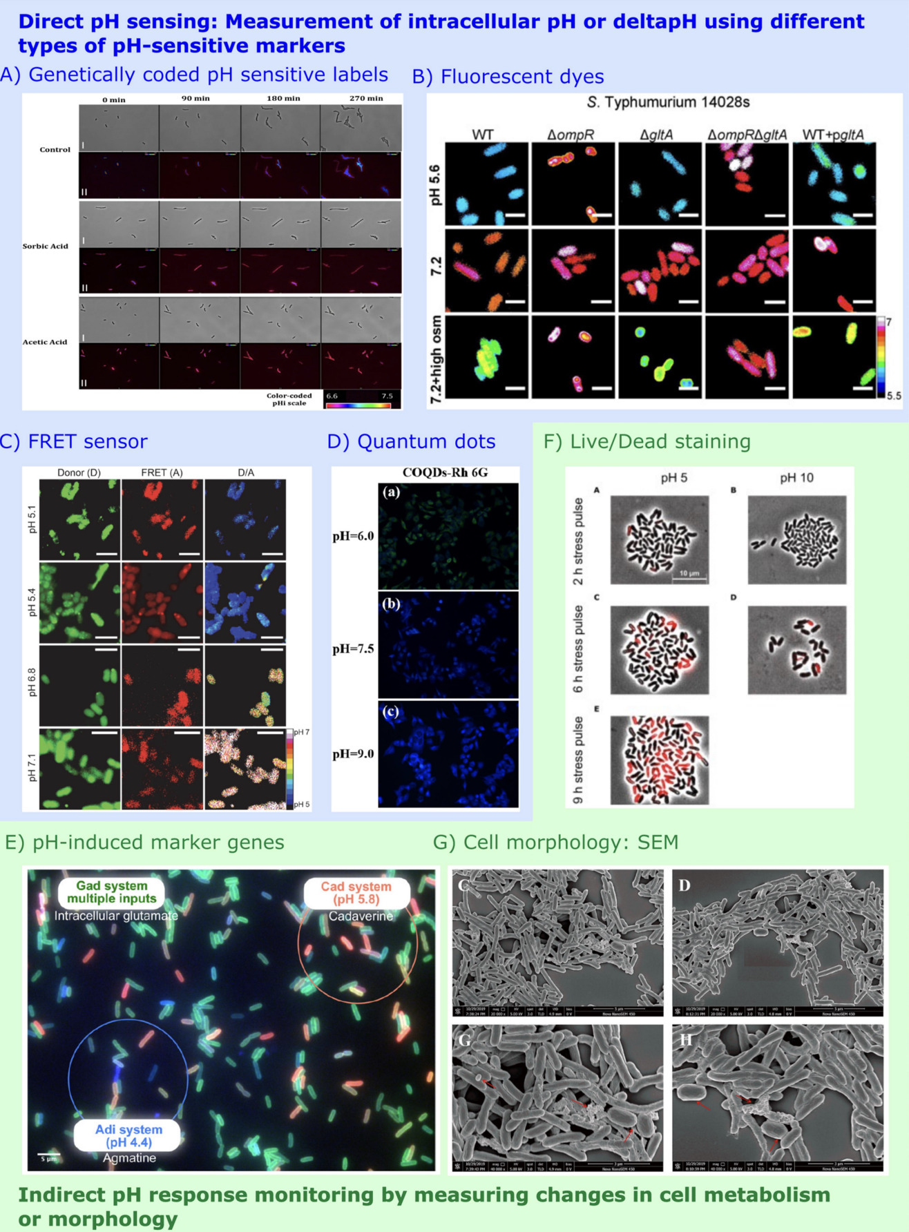 Methods for studying microbial acid stress resp...