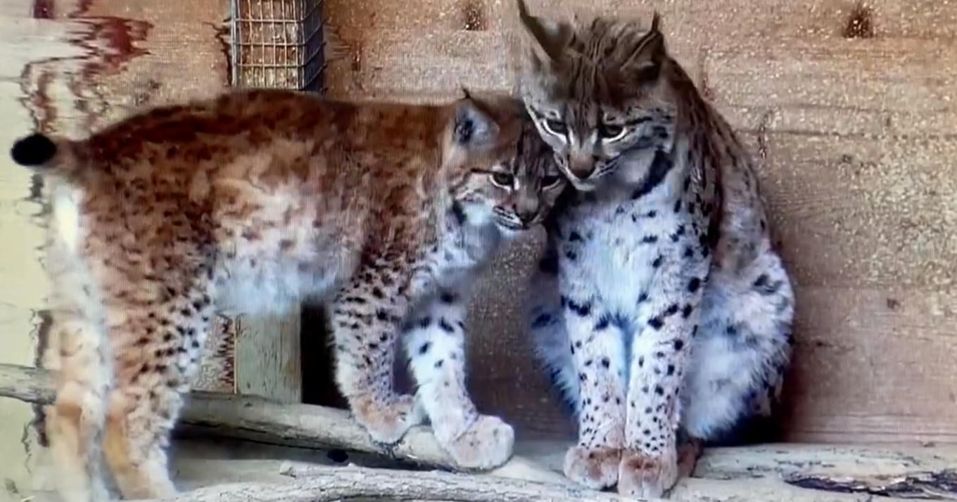 Un centre animalier relache deux lynx dans la n...